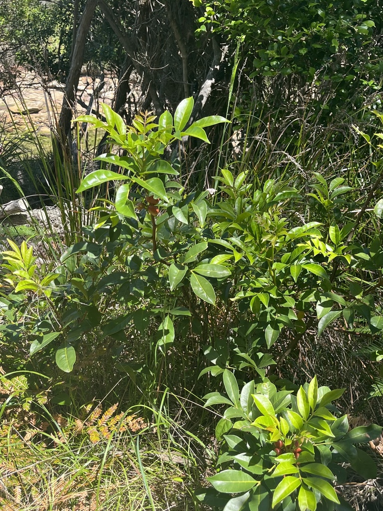 scentless rosewood from Royal National Park, Royal National Park, NSW ...