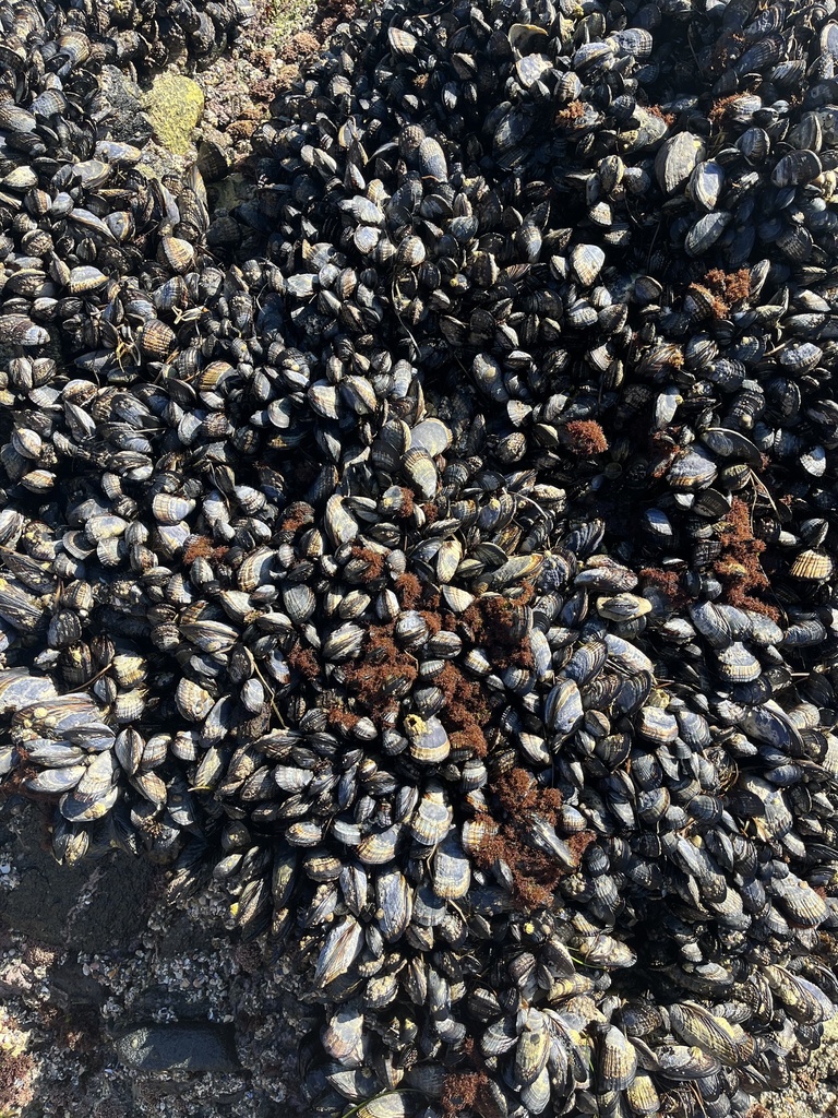 California Mussel from Gulf Of Santa Catalina, CA, US on October 15 ...
