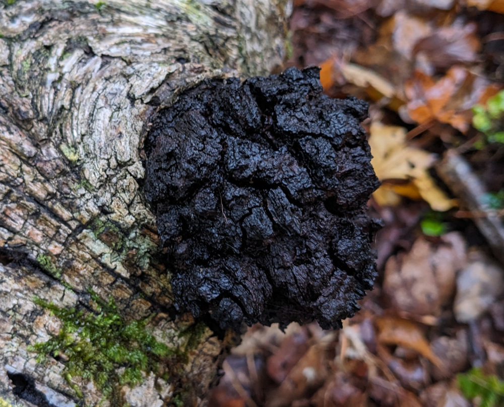 chaga in October 2023 by 白山 弘子 · iNaturalist