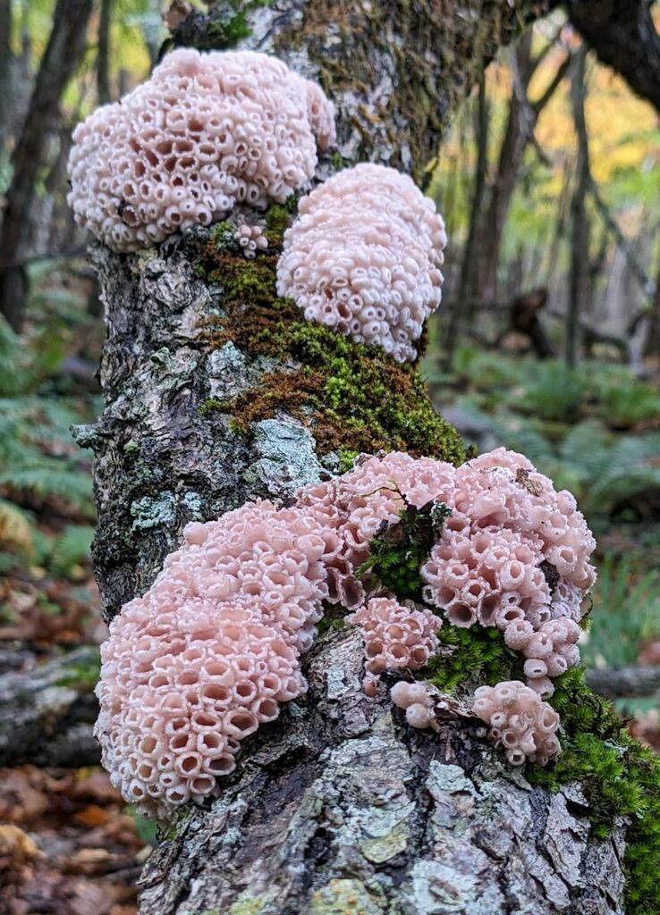 Microstoma aggregatum in October 2023 by hiroko_s · iNaturalist