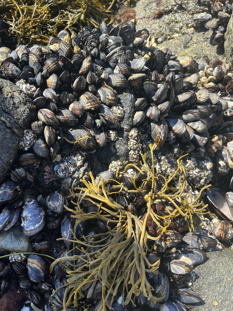 golden rockweed from Dana Point, CA, US on October 15, 2023 at 02:35 PM ...
