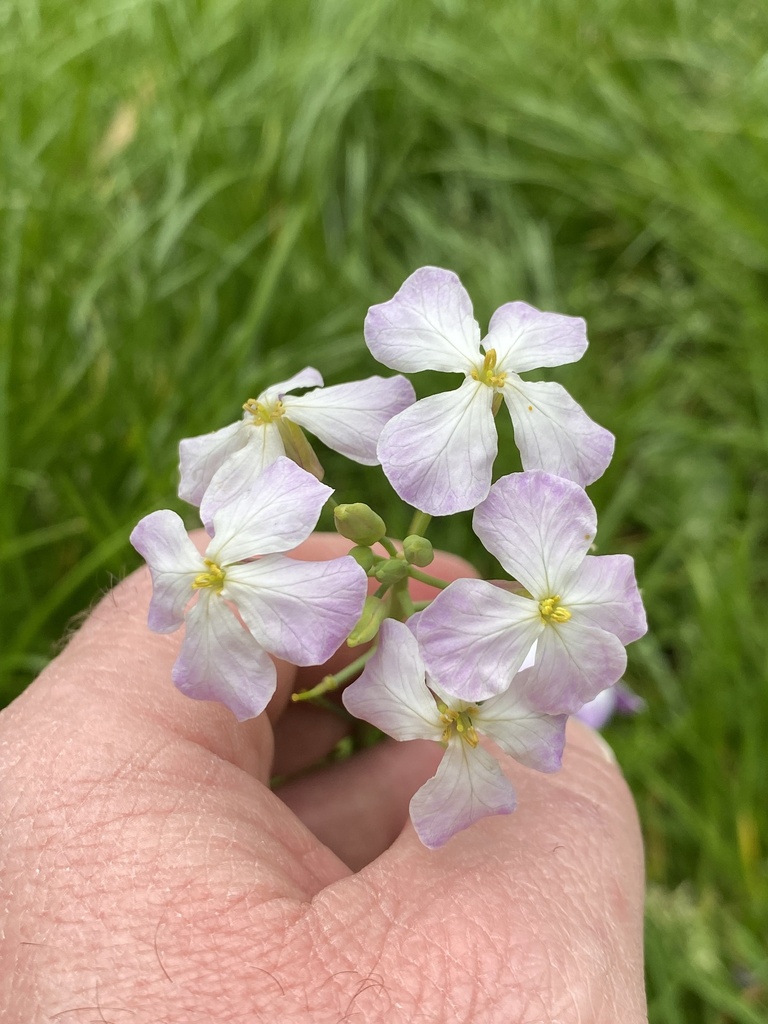 mustard family from Te Waipounamu/South Island, Lincoln, Canterbury, NZ ...
