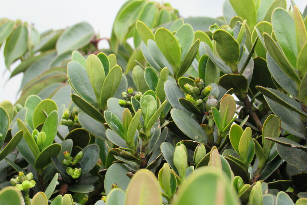 attorney trees from Supatá, Cundinamarca, Colombia on July 31, 2023 at ...
