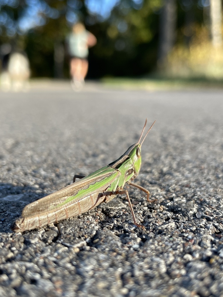 Admirable Grasshopper from Cedar Niles Park, Olathe, KS, US on October ...