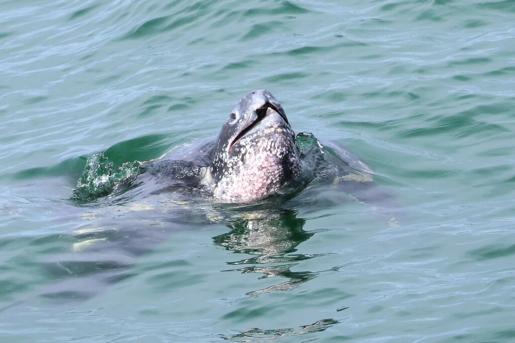 Leatherback Sea Turtle in October 2023 by ajwhitlock. eating Cannonball ...