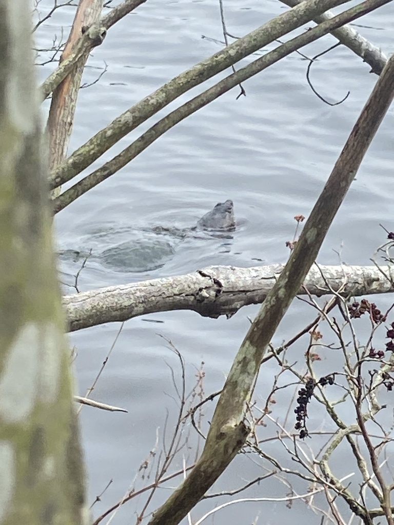 Common Snapping Turtle from Stockton University, Galloway, NJ, US on ...