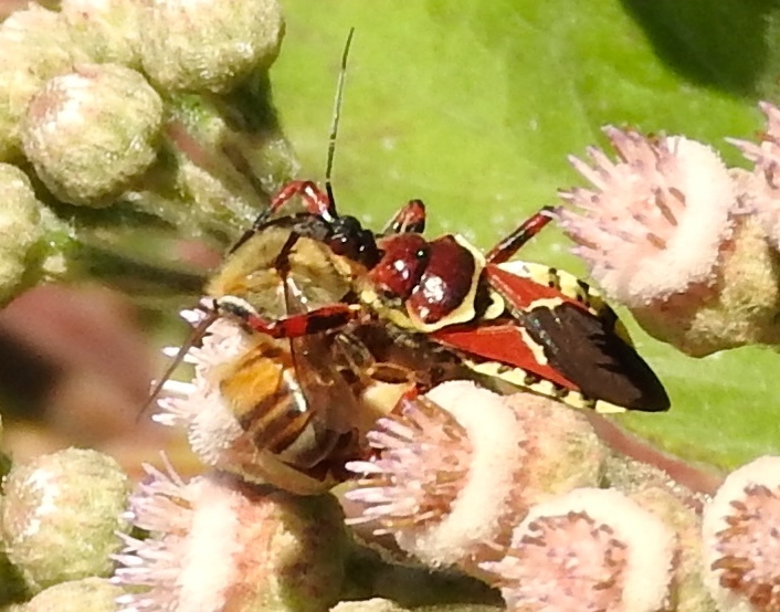 Yellow-bellied Bee Assassin from Mazatlán, MX-SI, MX on April 4, 2016 ...