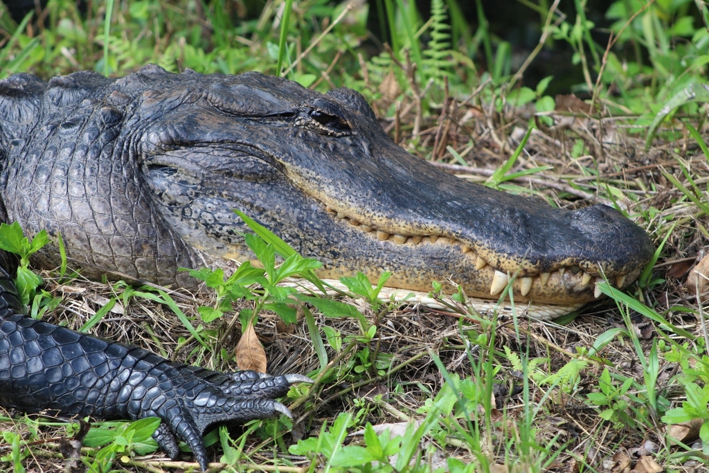 American Alligator from Naples, FL 34114, USA on October 19, 2023 at 11 ...