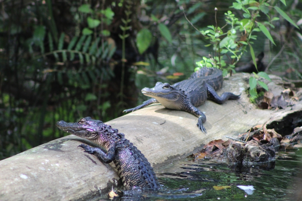 American Alligator from Naples, FL 34114, USA on October 19, 2023 at 11 ...