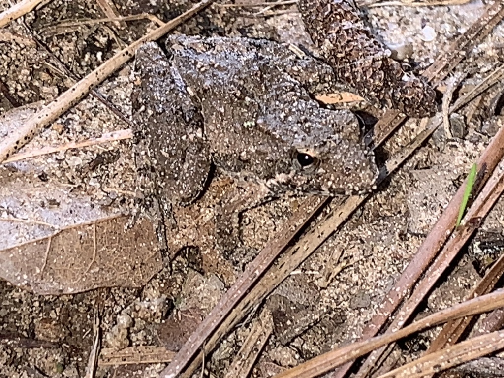 Blanchard's Cricket Frog from camp mohawk, Alvin, TX, US on October 19 ...