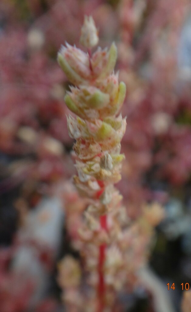 Australian Stonecrop from Black Range VIC 3381, Australia on October 14 ...