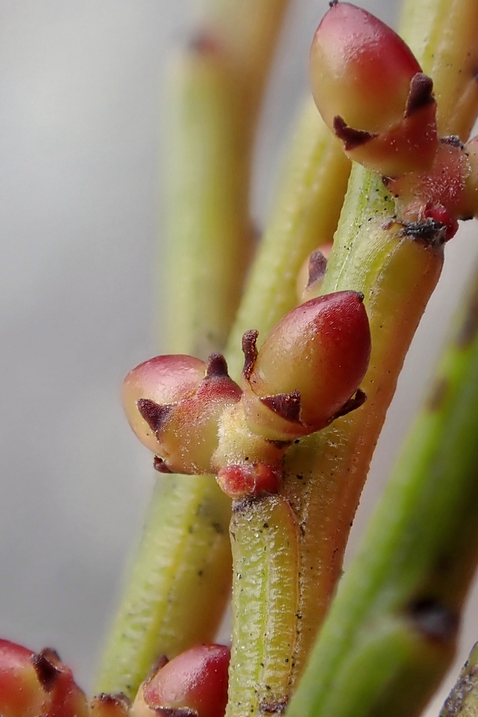 (Exocarpos humifusus) - Botanical Realm