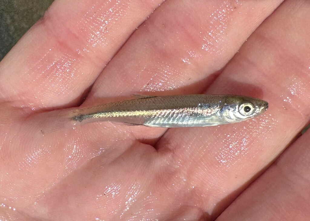 Tennessee Shiner from Paint Rock River, downstream of St. Hwy 146 ...