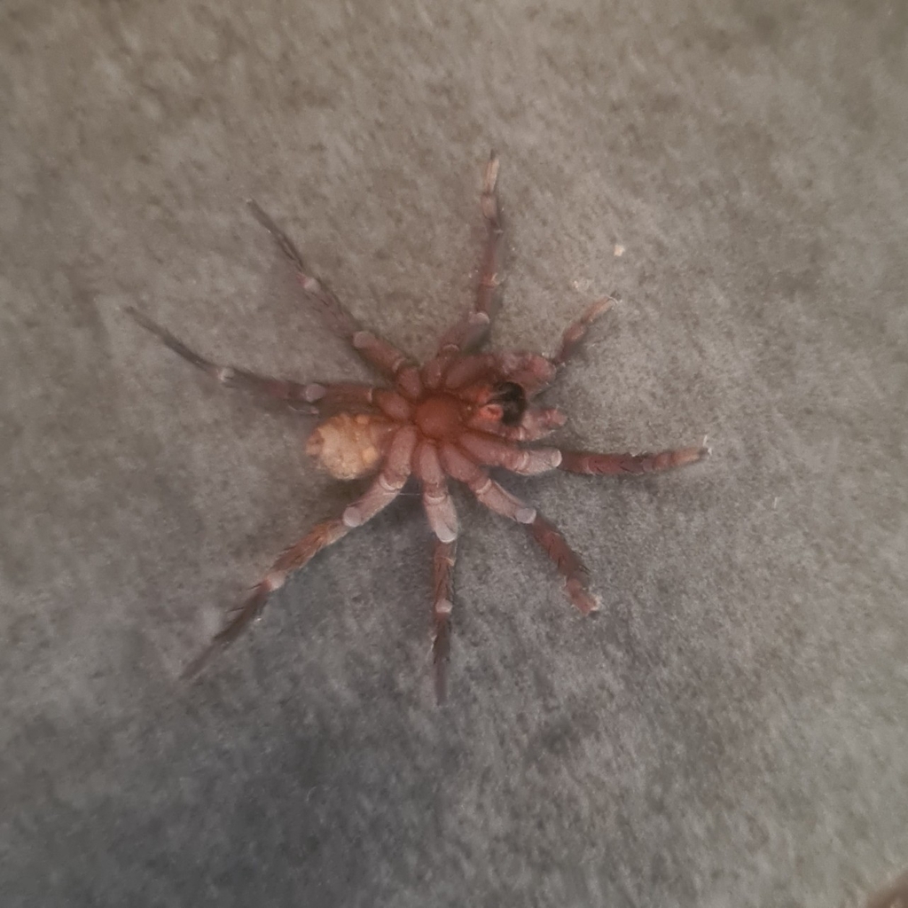 Brushfooted Trapdoor Spiders from Mussa, Tanzania on October 20, 2023 ...