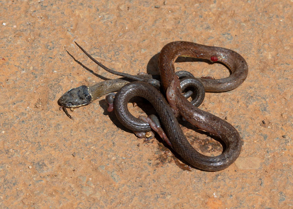 Collared Black-headed Snake in October 2023 by ayuwat · iNaturalist