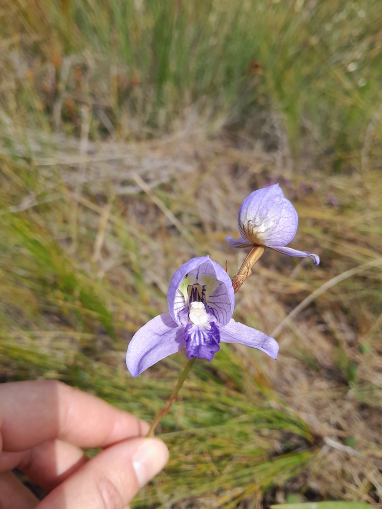 Early Blue Disa from Overberg DC, South Africa on October 13, 2023 at ...
