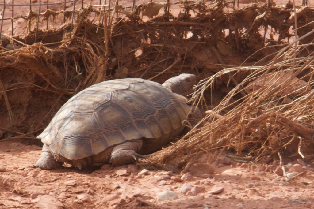Mojave Desert Tortoise in September 2023 by Joey Mugleston · iNaturalist