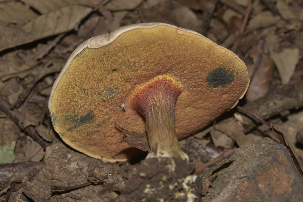Caloboletus xiangtoushanensis from 中国江苏省南京市玄武区 on September 5, 2023 at ...