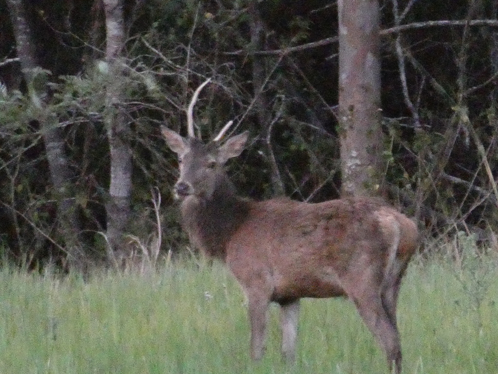 Red Deer from Gootchie QLD 4650, Australia on October 19, 2023 at 06:16 ...
