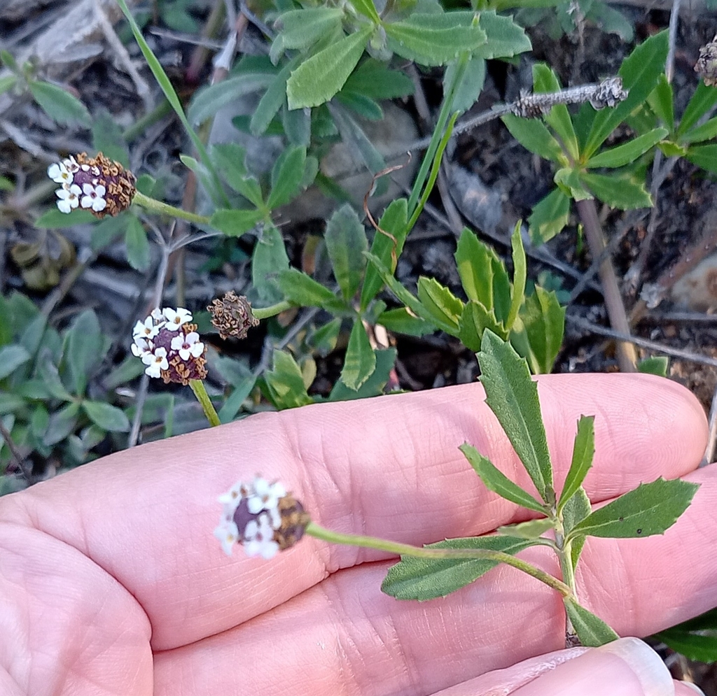 turkey tangle frogfruit from Salado, TX 76571, USA on October 15, 2023 ...