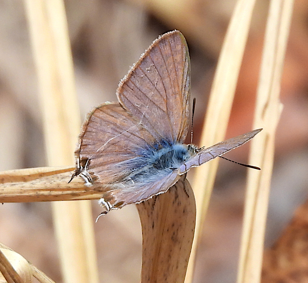 Wattle Blue from Mount Coot-Tha QLD 4066, Australia on October 20, 2023 ...