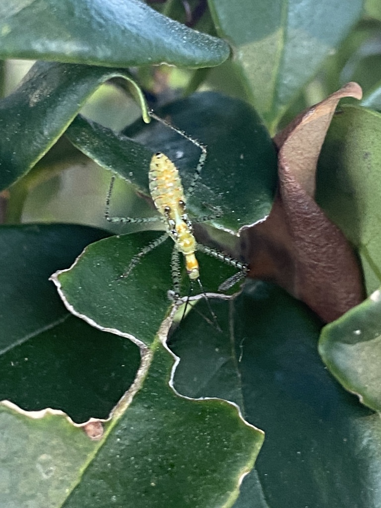Leafhopper Assassin Bug from N Bertrand Dr, Lafayette, LA, US on ...