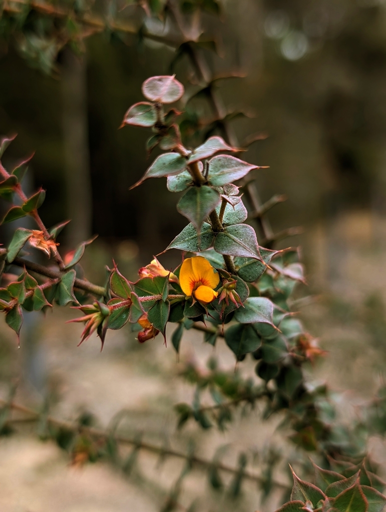spiny bush-pea from John Renshaw Dr at Black Hill Rd, Black Hill NSW ...