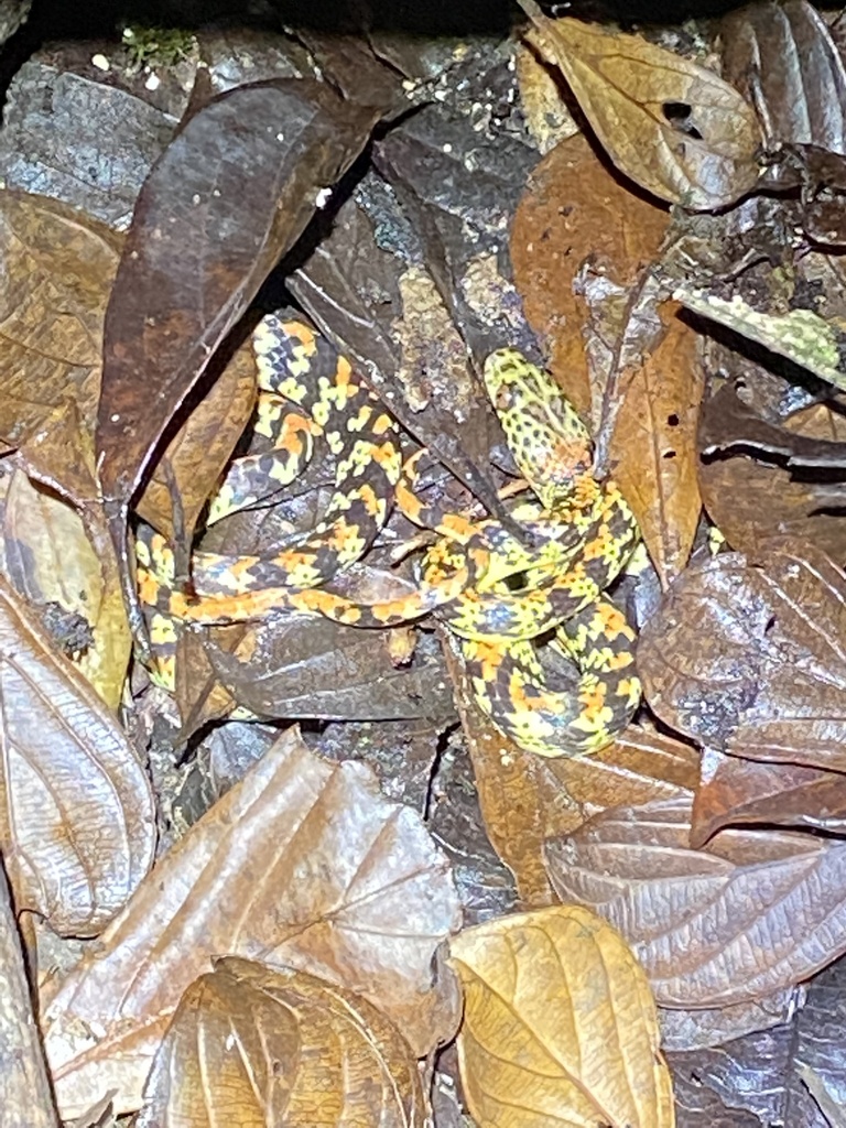 Panama Spotted Night Snake from Soberanía National Park, Panamá, PA on ...