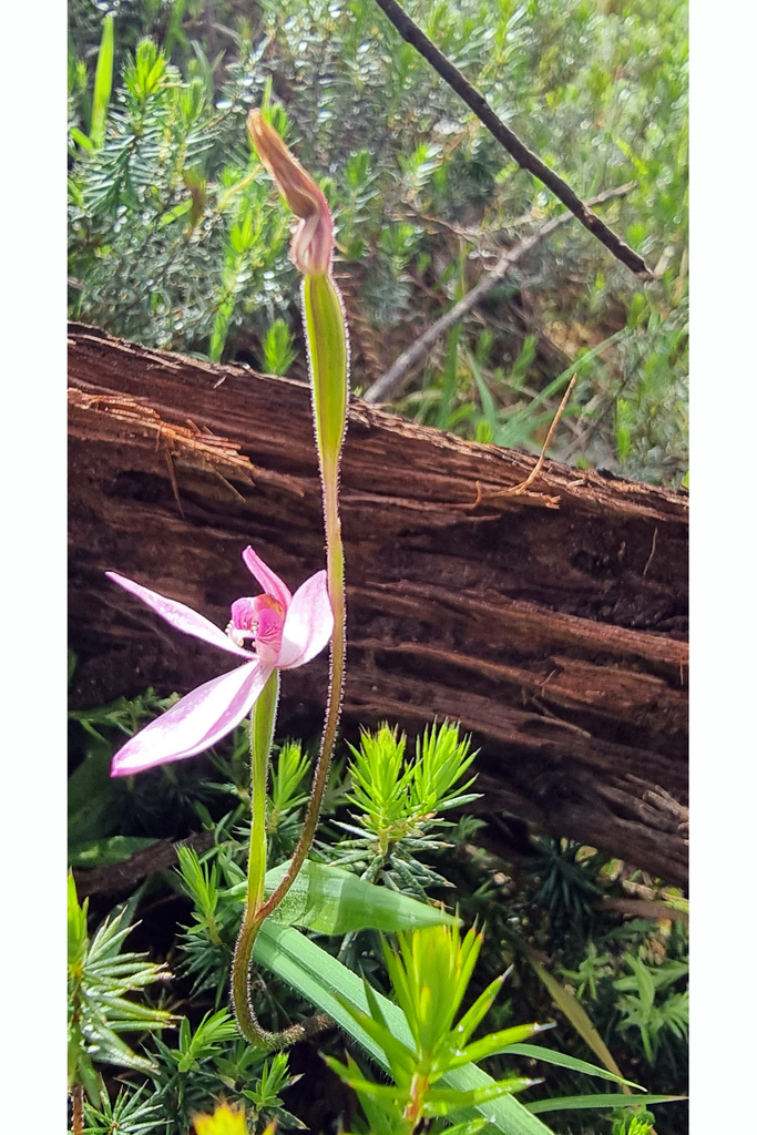 Pink Lady Fingers from Glenelg - North, Victoria, Australia on October ...