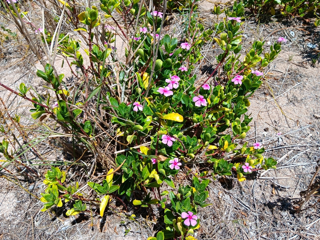 Madagascar Periwinkle from Fraser Coast, QLD, Australia on October 20 ...