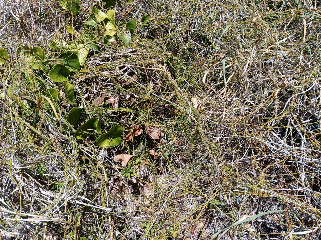 Dodder Laurels from Fraser Coast, QLD, Australia on October 20, 2023 at ...