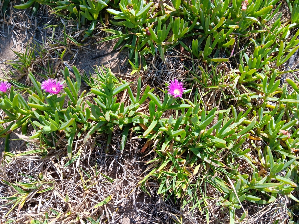 Angular Sea-fig from Fraser Coast, QLD, Australia on October 20, 2023 ...