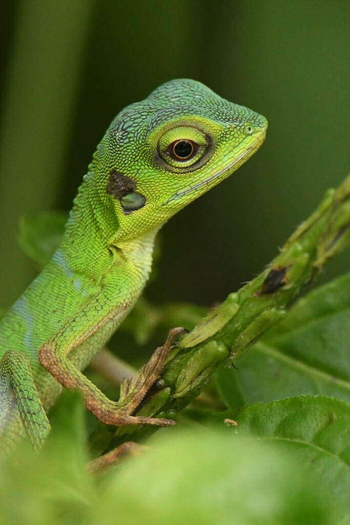 Green Crested Lizard from Bukit Tinggi, 28750 Bentong, Pahang, Malaysia ...