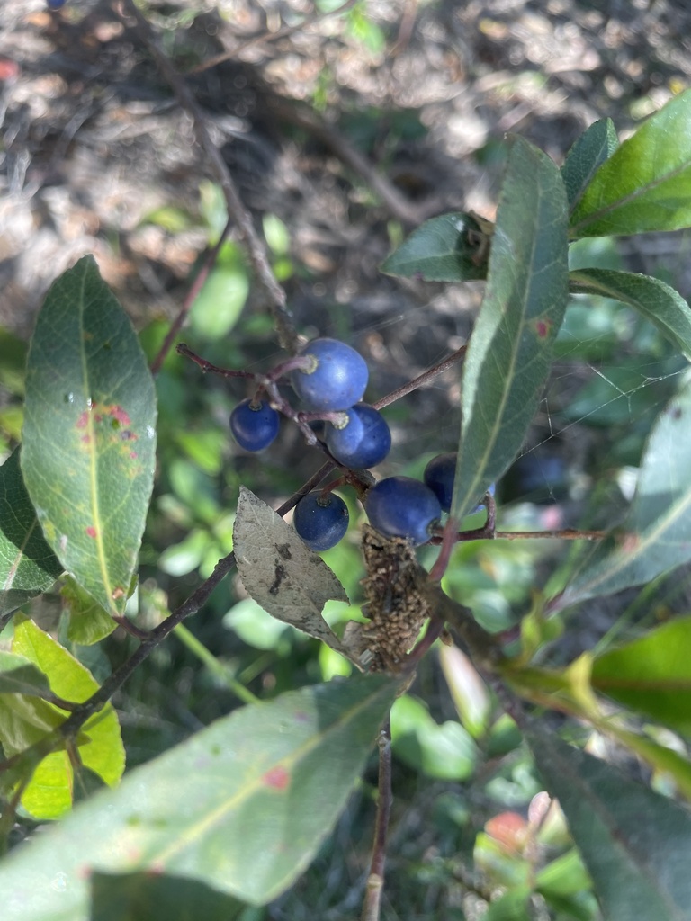 Blueberry ash from North Fort Rd, Manly, NSW, AU on October 20, 2023 at ...