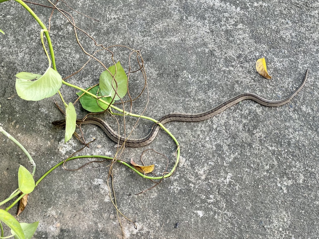 Small-banded Kukri Snake in October 2023 by ayuwat · iNaturalist