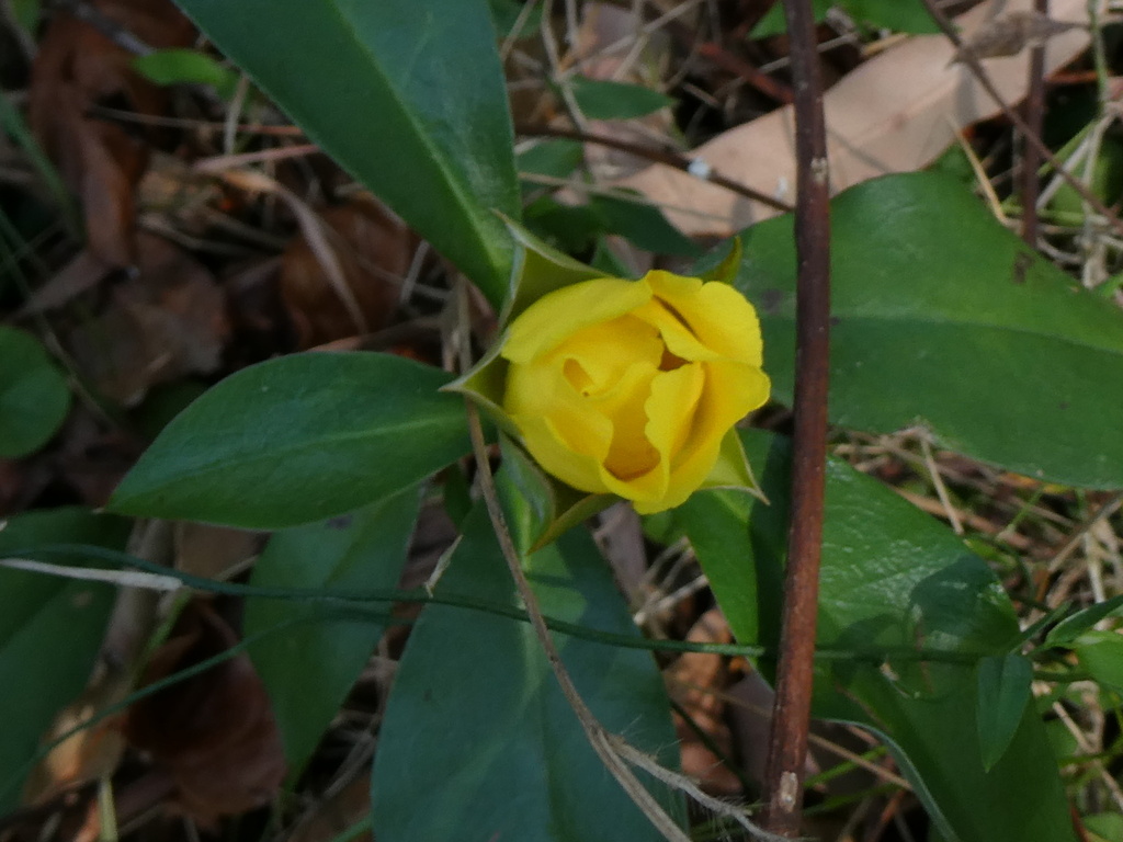 Climbing Guinea flower from New Farm Rd, West Pennant Hills, NSW, AU on October 19, 2023 at 09: ...