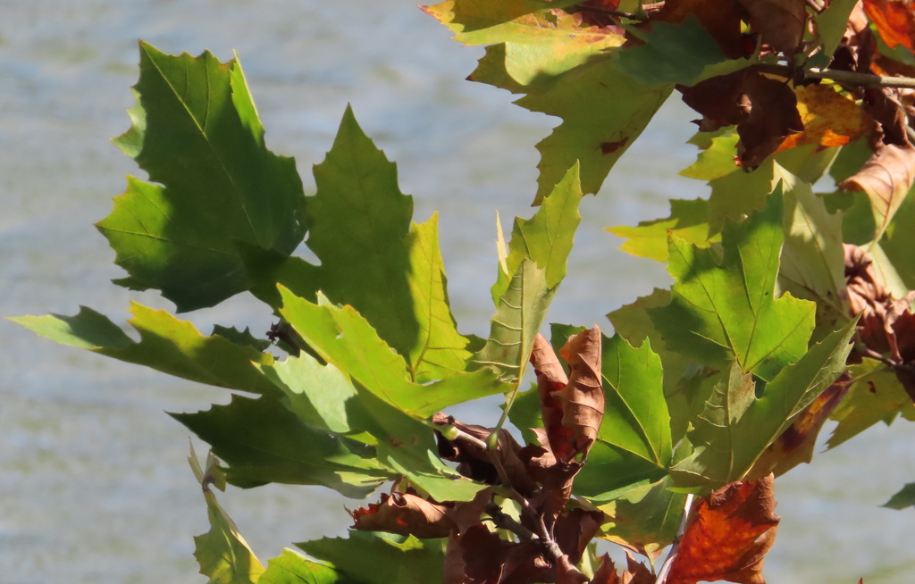 American sycamore from Iriya, Taito City, Tokyo 110-0013, Japan on ...