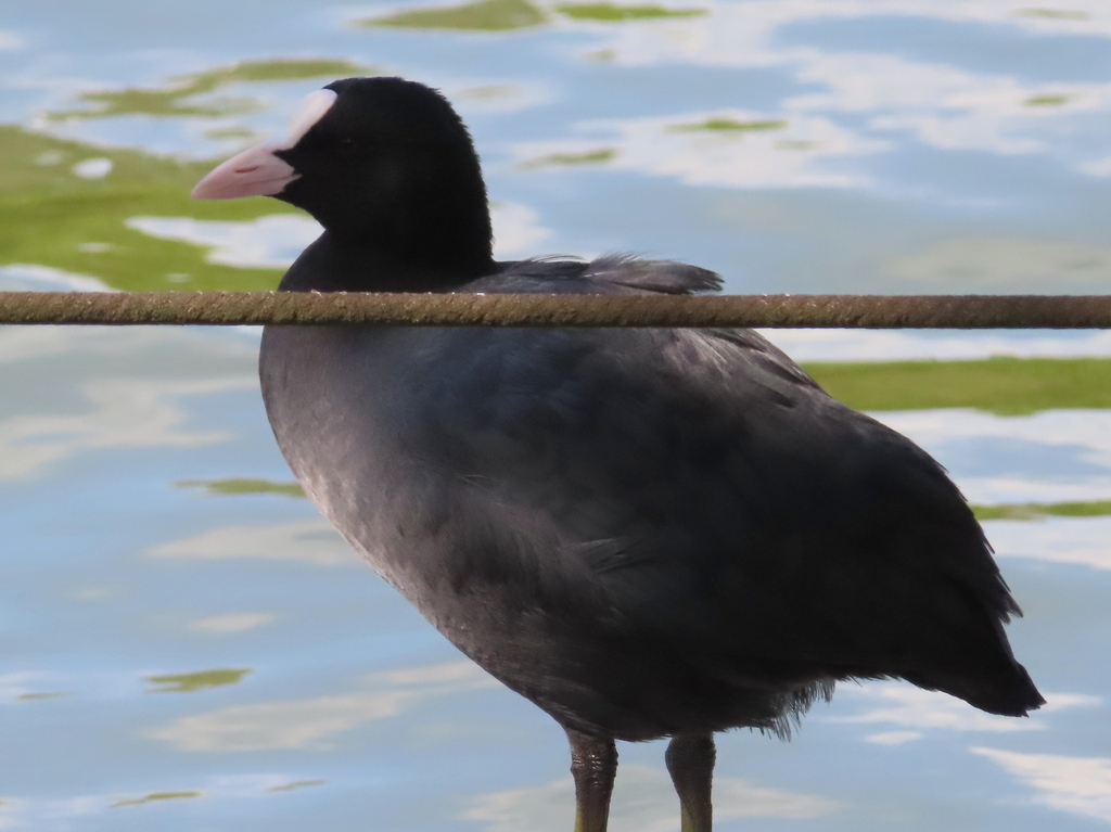 Eurasian coot from Iriya, Taito City, Tokyo 110-0013, Japan on October ...
