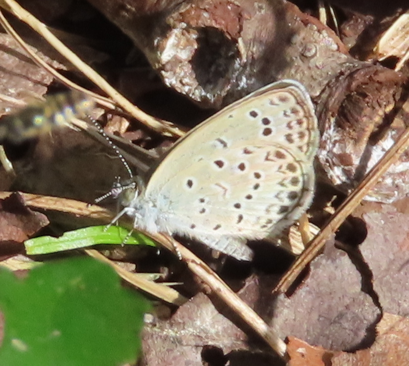 Pseudozizeeria maha argia from Iriya, Taito City, Tokyo 110-0013, Japan ...