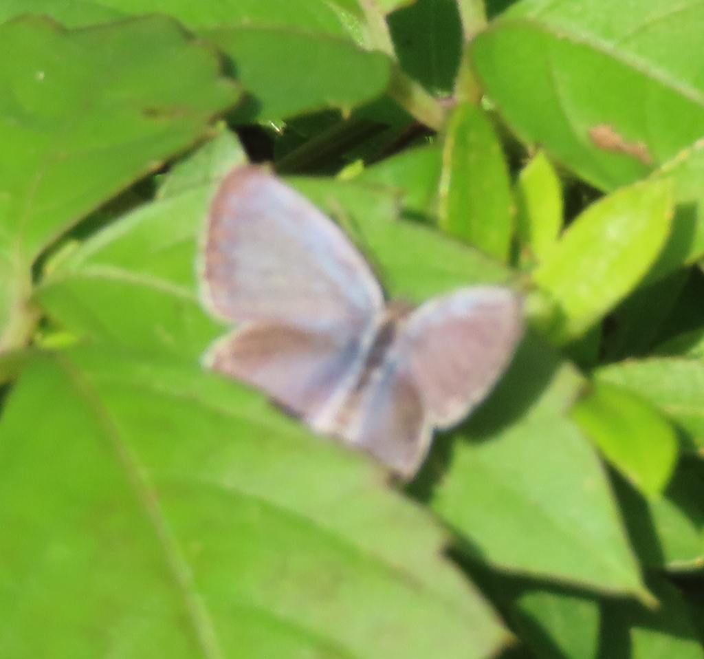 Pseudozizeeria maha argia from Iriya, Taito City, Tokyo 110-0013, Japan ...