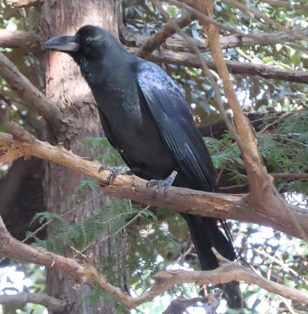 Japanese Crow from Iriya, Taito City, Tokyo 110-0013, Japan on October ...