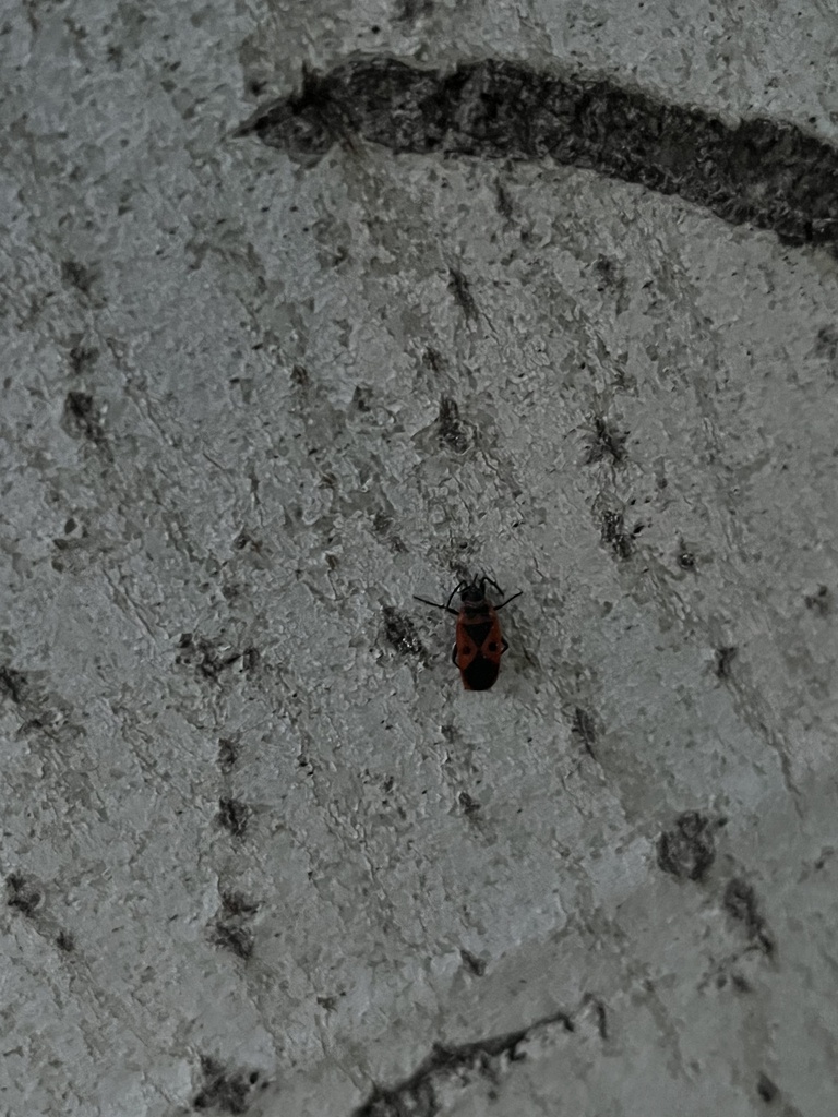 Red Bugs from Universidad Rey Juan Carlos - Campus de Móstoles ...