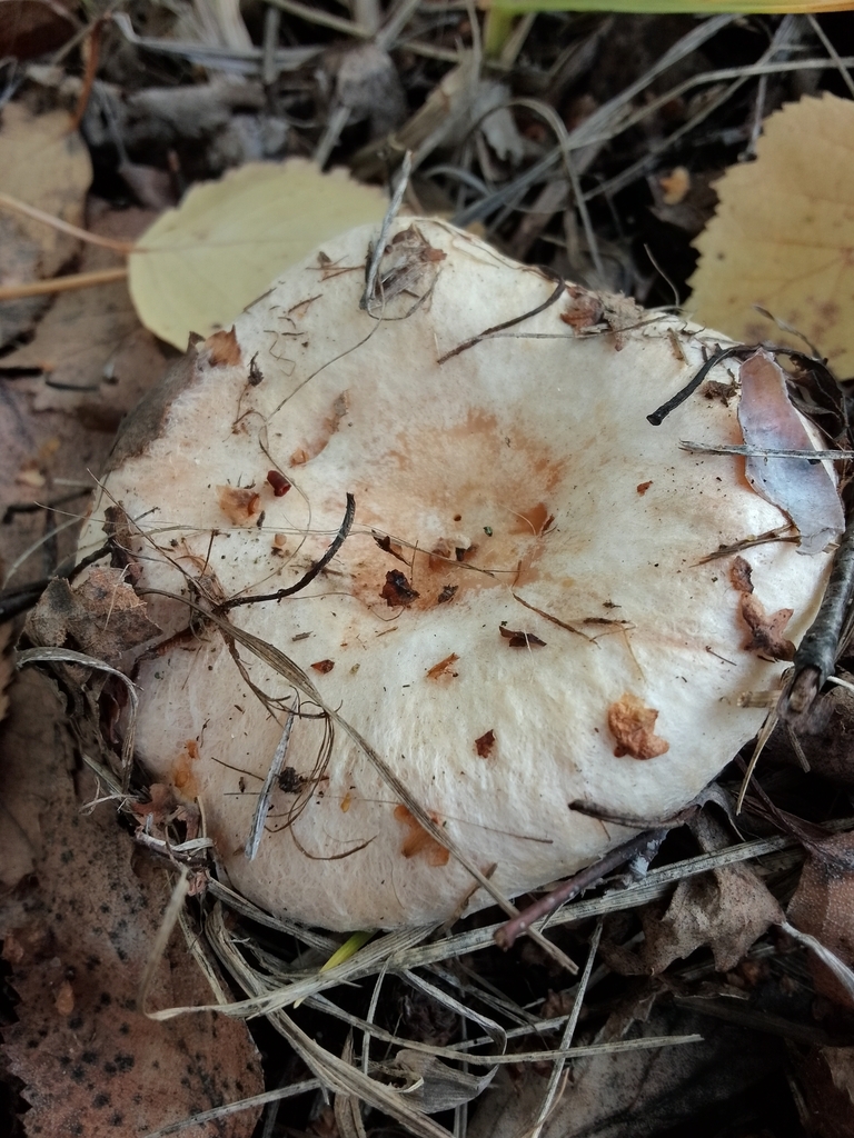 Downy milk cap from Новгородская обл., Россия, 173021 on October 20 ...