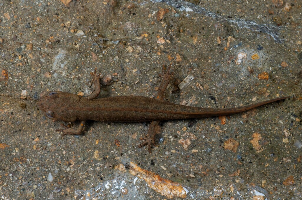 Fuding Fire-bellied Newt in October 2023 by 渔喵 · iNaturalist