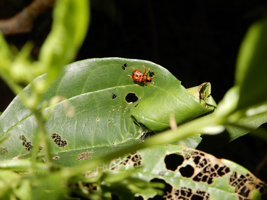 Agomadaranus pardaloides from 仙跡岩, Wenshan, Taipei, Taiwan on October ...