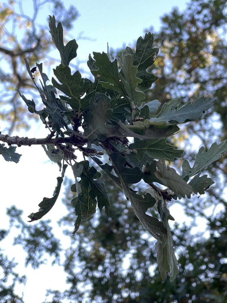 white oaks from Loma Verde Open Space Preserve, Marin County, US-CA, US ...