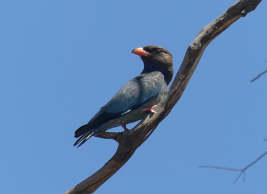 Dollarbird from Denman NSW 2328, Australia on October 14, 2023 at 01:16 ...