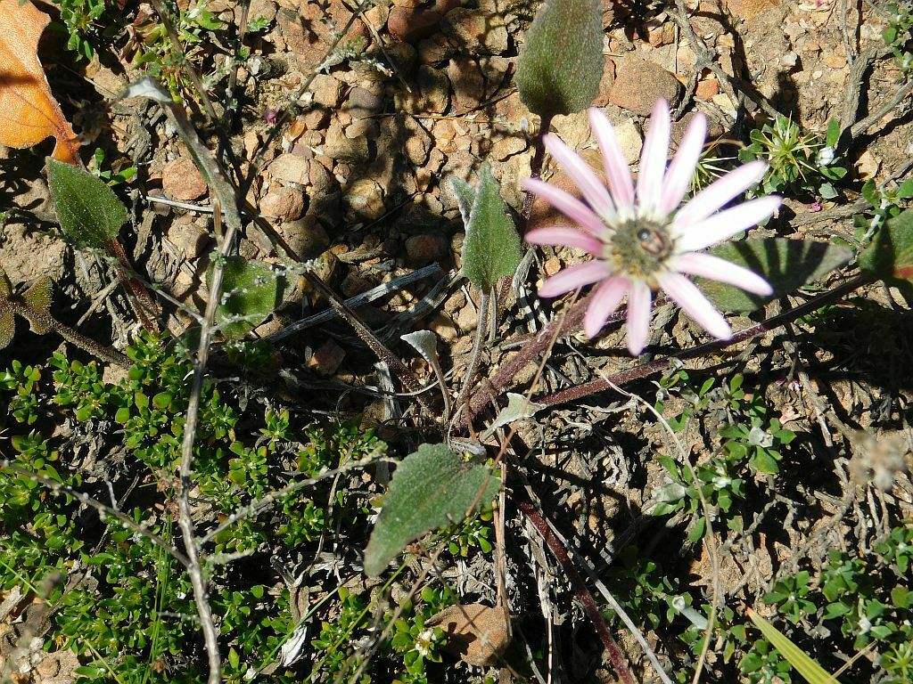 Flat African Daisy from Loerkop Greyton, 7233, South Africa on October ...