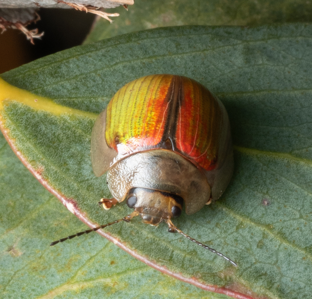 Paropsisterna hectica from Mount Buller Alpine Resort, Australian Alps ...