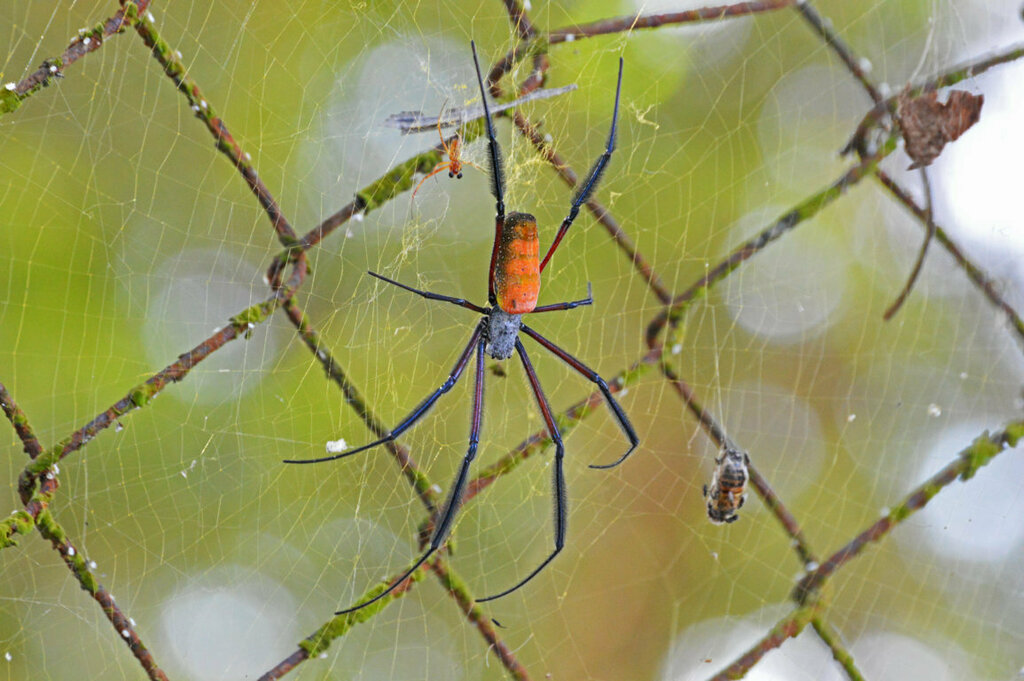 Hairy Golden Orb-weaving Spider from Komo-Mondah, Gabon on October 19 ...